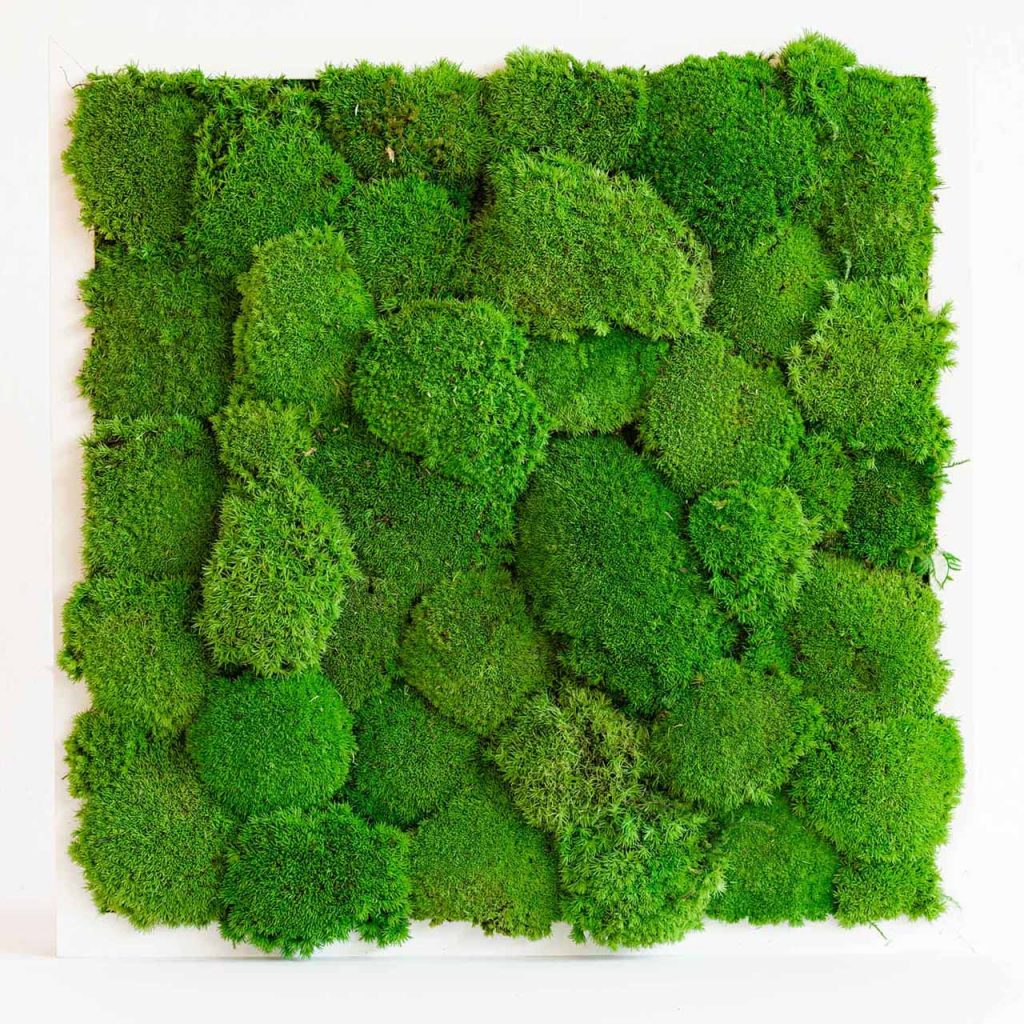 Móha képek - Ekomoss