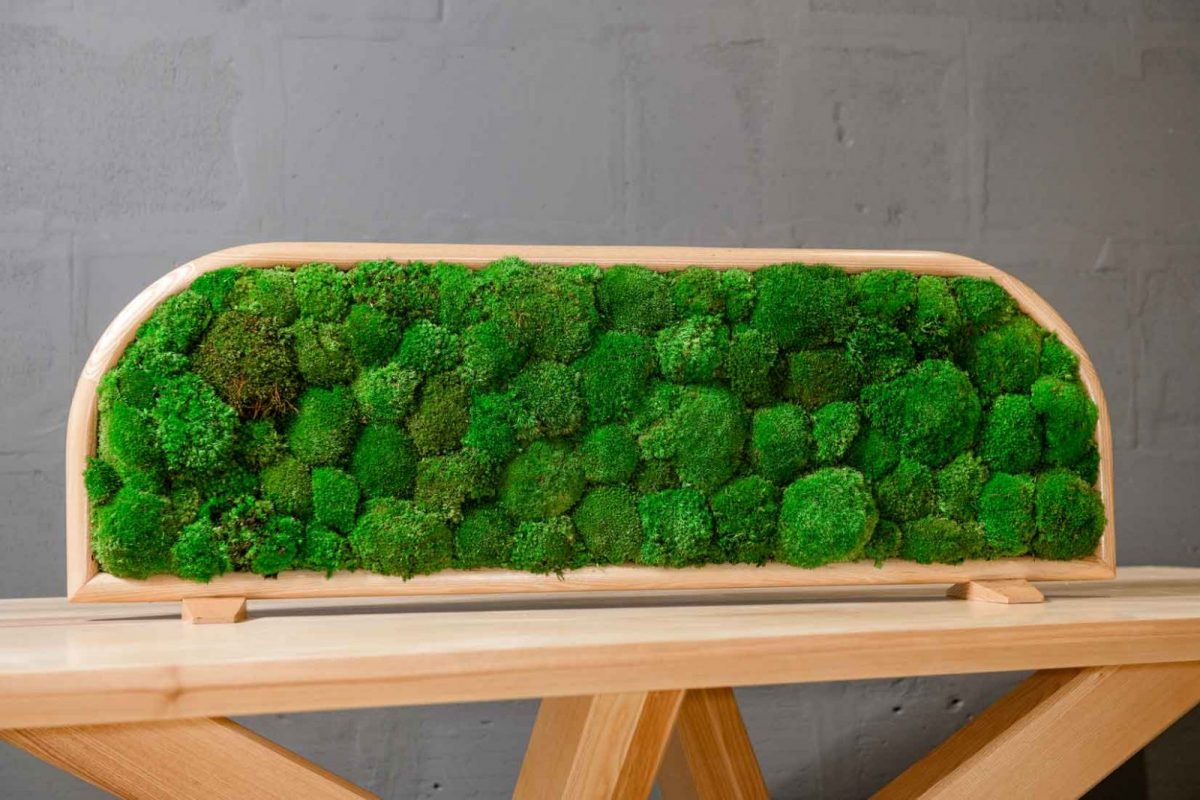 Kis hordozható moha fal - Ekomoss.hu