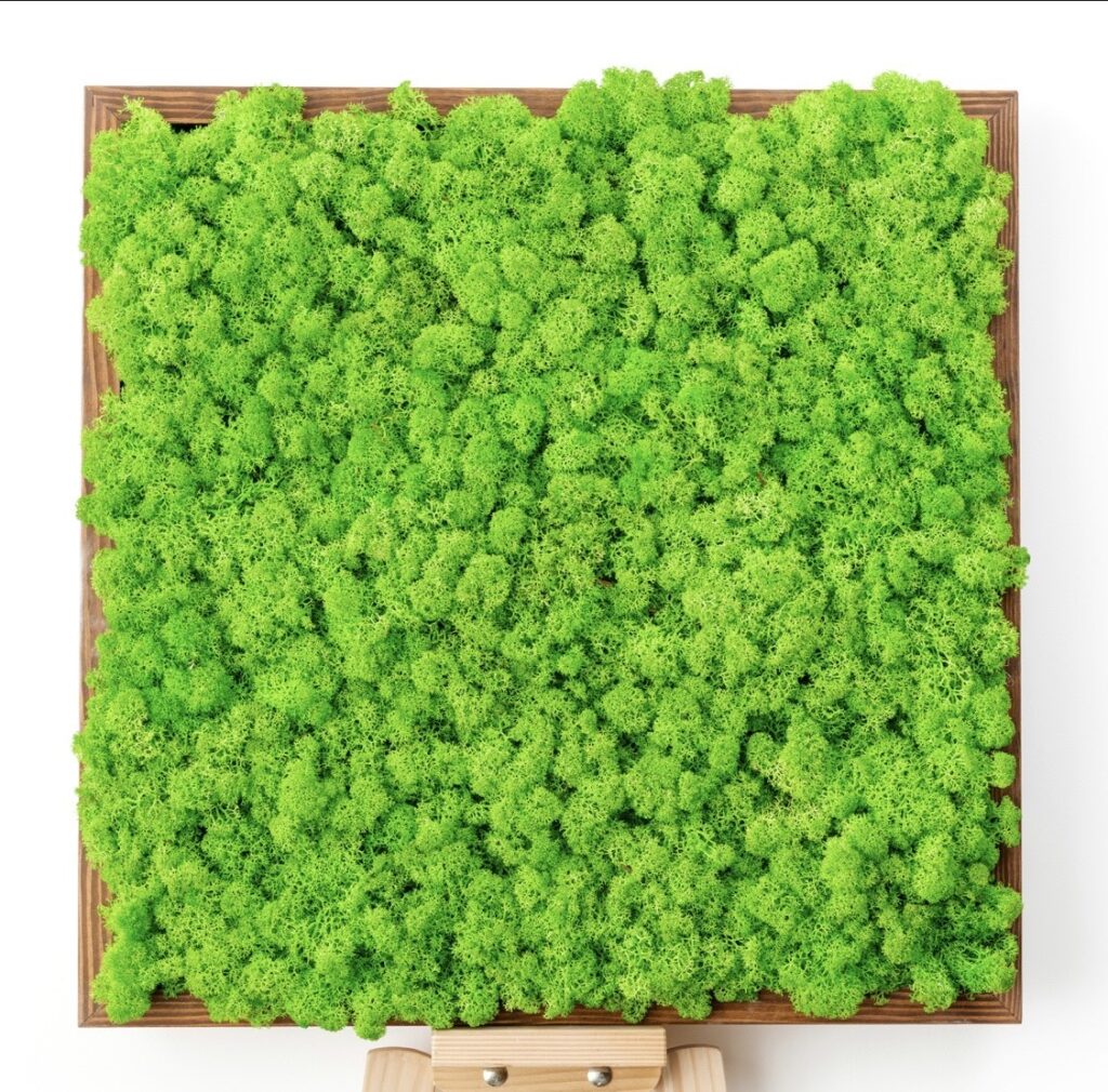 Moha kép Zuzmó - Ekomoss.hu