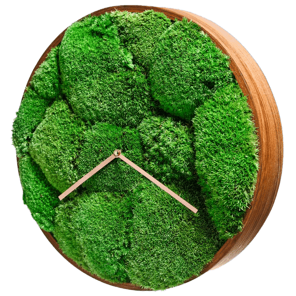 Moha képek és moha falak gyártása | Ekomoss